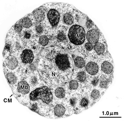 Zymolyase™ （ザイモリエイス®） | ナカライテスク株式会社